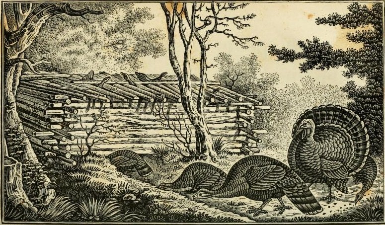 From the Times' Archives: How to catch a wild turkey, circa 1831 - Turf ...