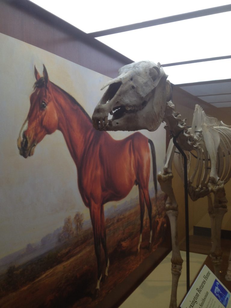 Hello, Old Friend: A Visit With Lexington (Stallion) in Lexington ...